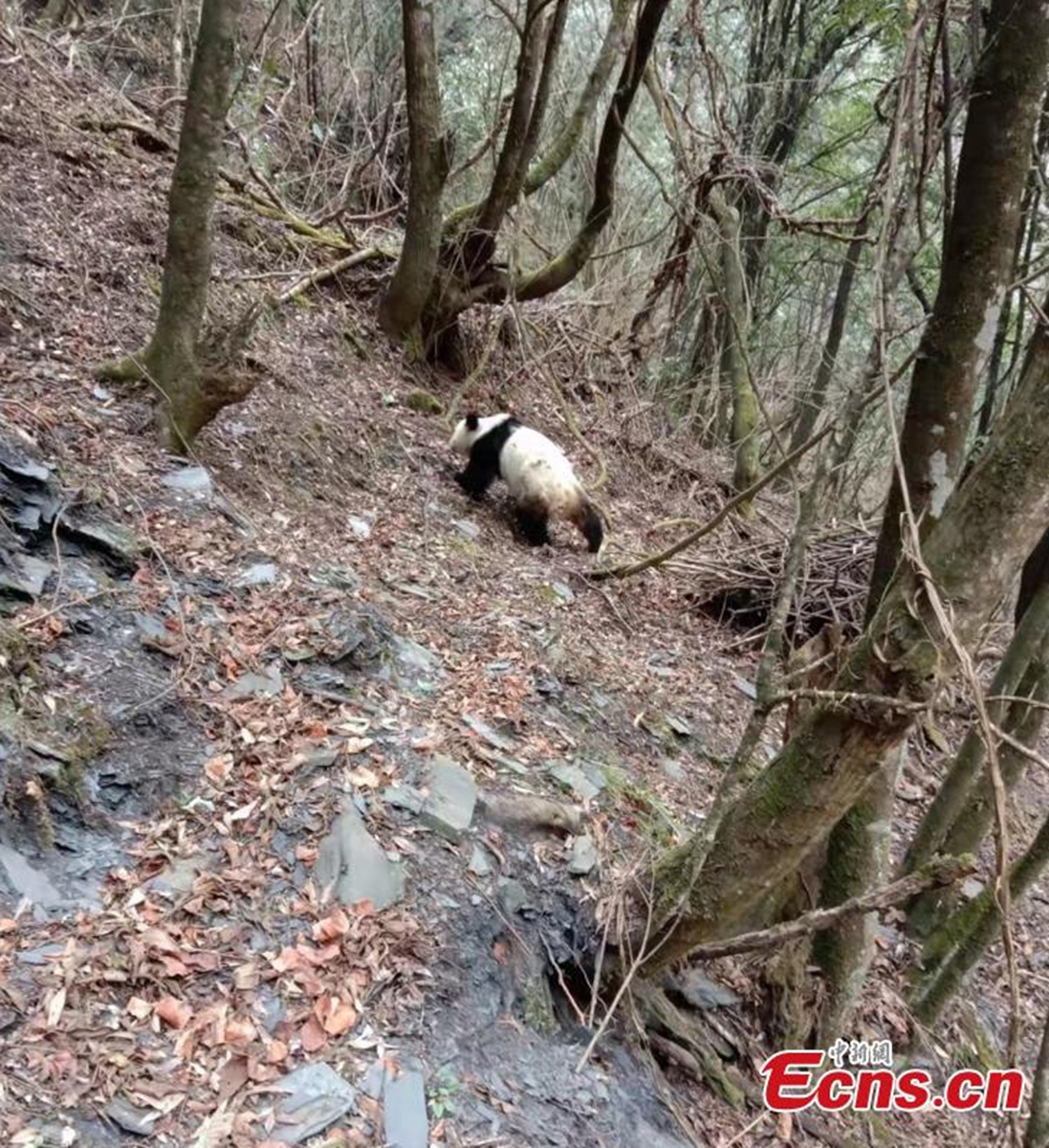 Wild panda spotted in Sichuan - Global Times