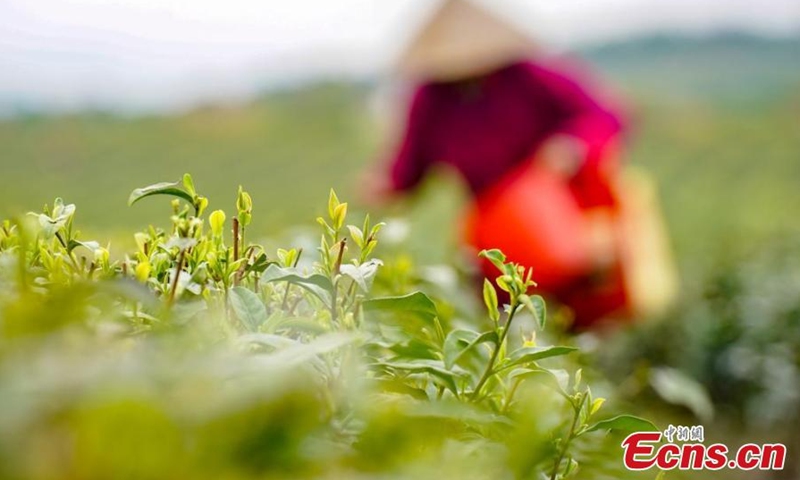 Spring tea plantation enters harvest in Jiangxi - Global Times
