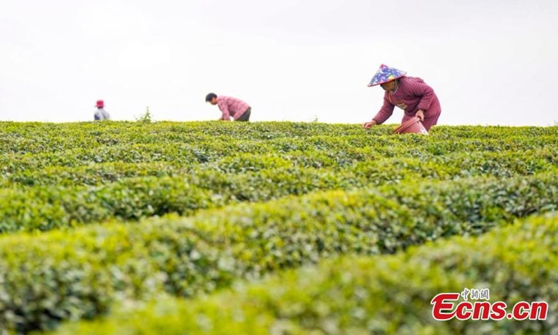 Spring tea plantation enters harvest in Jiangxi - Global Times