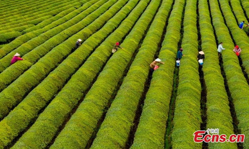 Spring tea plantation enters harvest in Jiangxi - Global Times