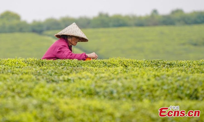 Spring tea plantation enters harvest in Jiangxi - Global Times