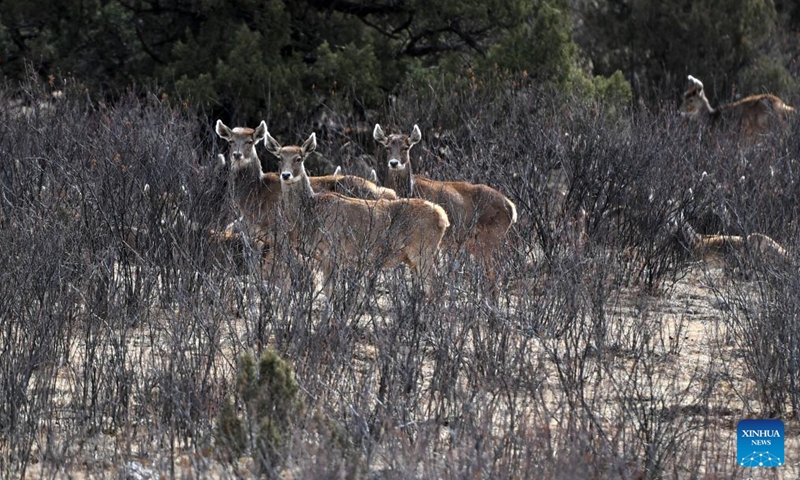 White-lipped deer witnessed in Sanjiangyuan National Park in Qinghai ...