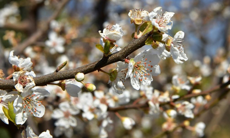 Spring in the air - Global Times