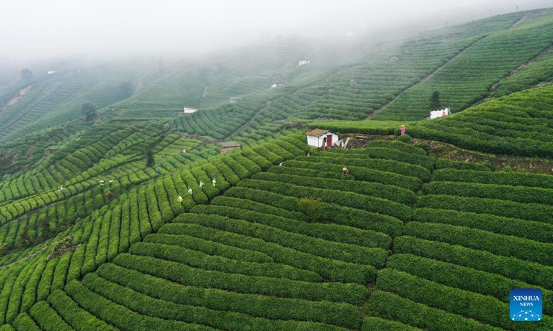 Tea harvesting in full swing in Yunwu, Guizhou - Global Times
