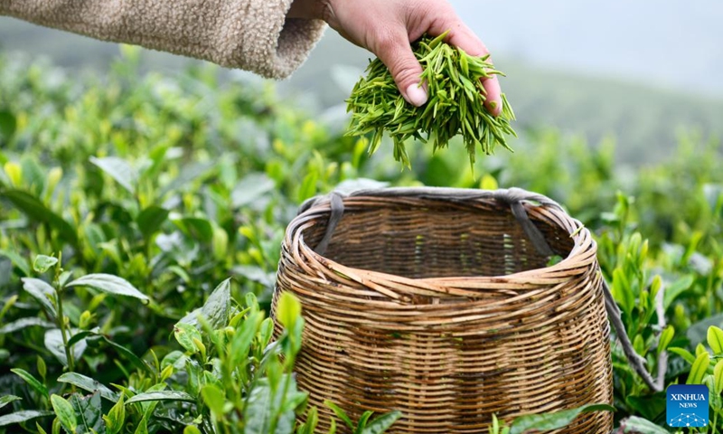 Tea harvesting in full swing in Yunwu, Guizhou - Global Times