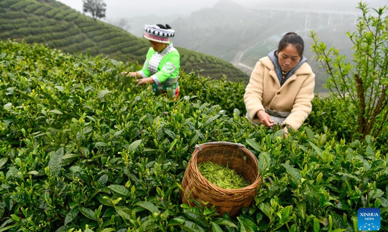 Tea harvesting in full swing in Yunwu, Guizhou - Global Times