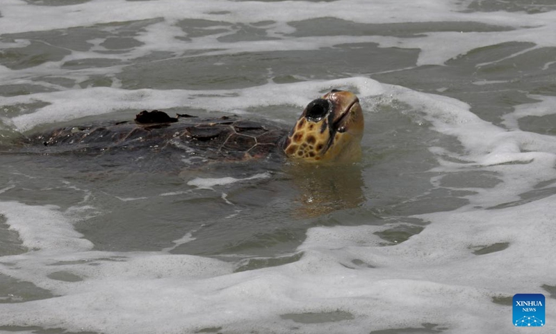 Two loggerhead female turtles released into Mediterranean after ...