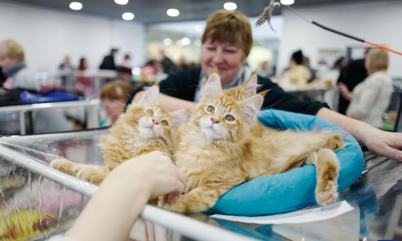 Cat show held in Moscow - Global Times
