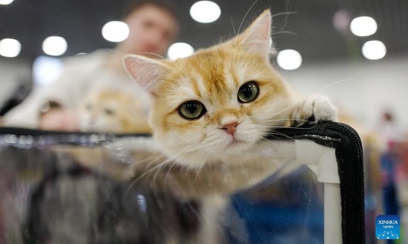 Cat show held in Moscow - Global Times