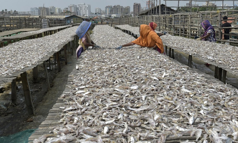 Drying fish in Bangladesh's Chattogram - Global Times