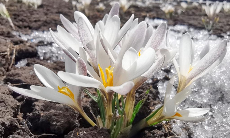 Blooming gagea flowers on grassland in Zhaosu, Xinjiang - Global Times