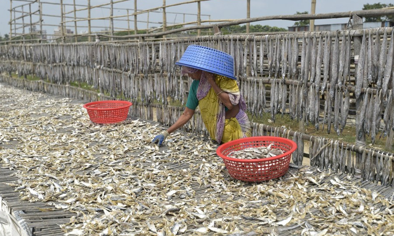 Drying fish in Bangladesh's Chattogram - Global Times