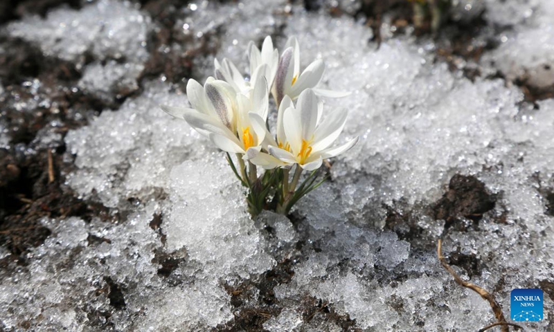 Blooming gagea flowers on grassland in Zhaosu, Xinjiang - Global Times