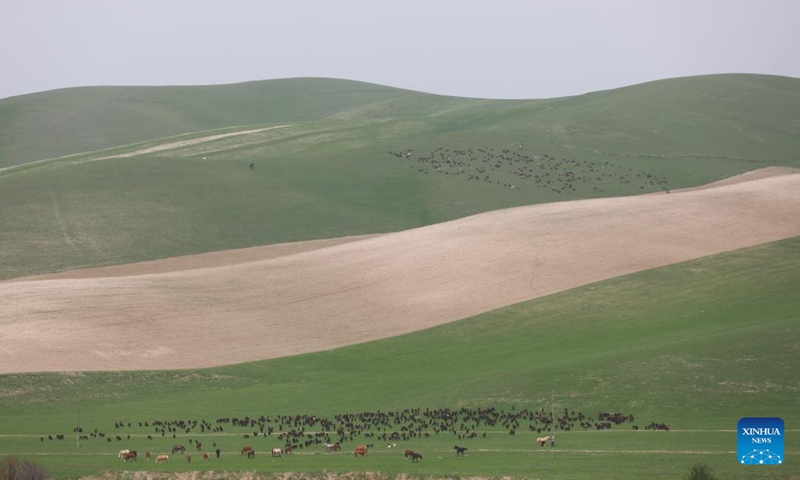 Spring view of mountains in Tashkent region, Uzbekistan - Global Times