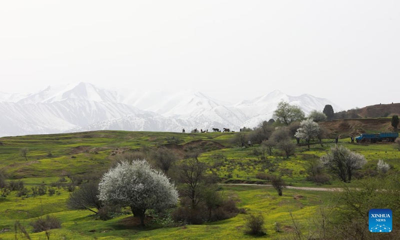 Spring view of mountains in Tashkent region, Uzbekistan - Global Times