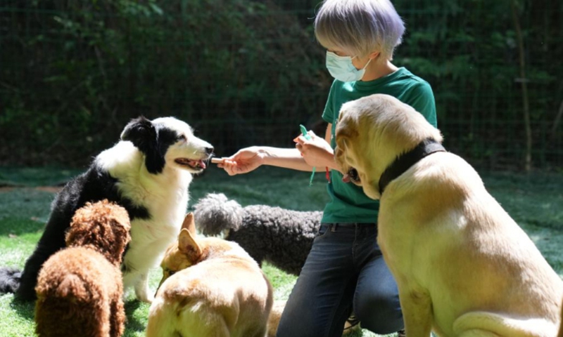 Pet-care service comforts quarantined owners - Global Times