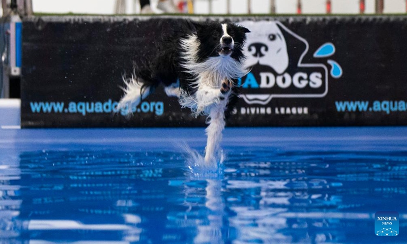 Dog Dock Diving Competition held in Mississauga, Canada - Global Times