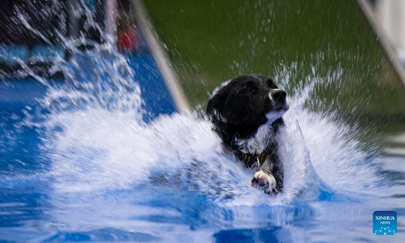 Dog Dock Diving Competition held in Mississauga, Canada - Global Times