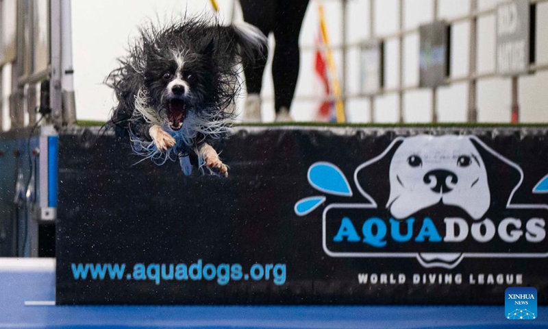 Dog Dock Diving Competition held in Mississauga, Canada - Global Times