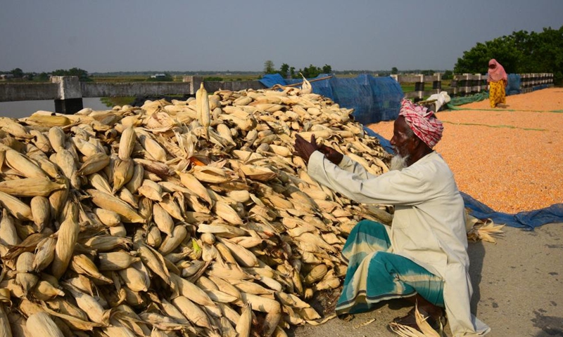 Farmers harvest maize in India's Assam - Global Times