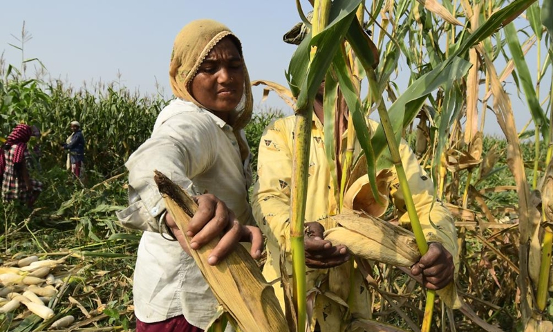 Farmers harvest maize in India's Assam - Global Times