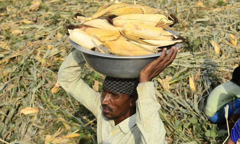 Farmers harvest maize in India's Assam - Global Times