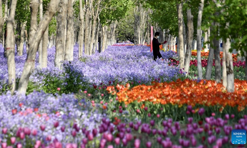 Blooming flowers in Beijing - Global Times