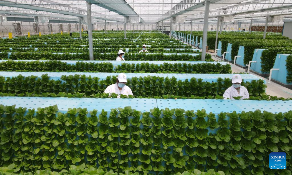 Inside smart greenhouse in E China's Anhui - Global Times