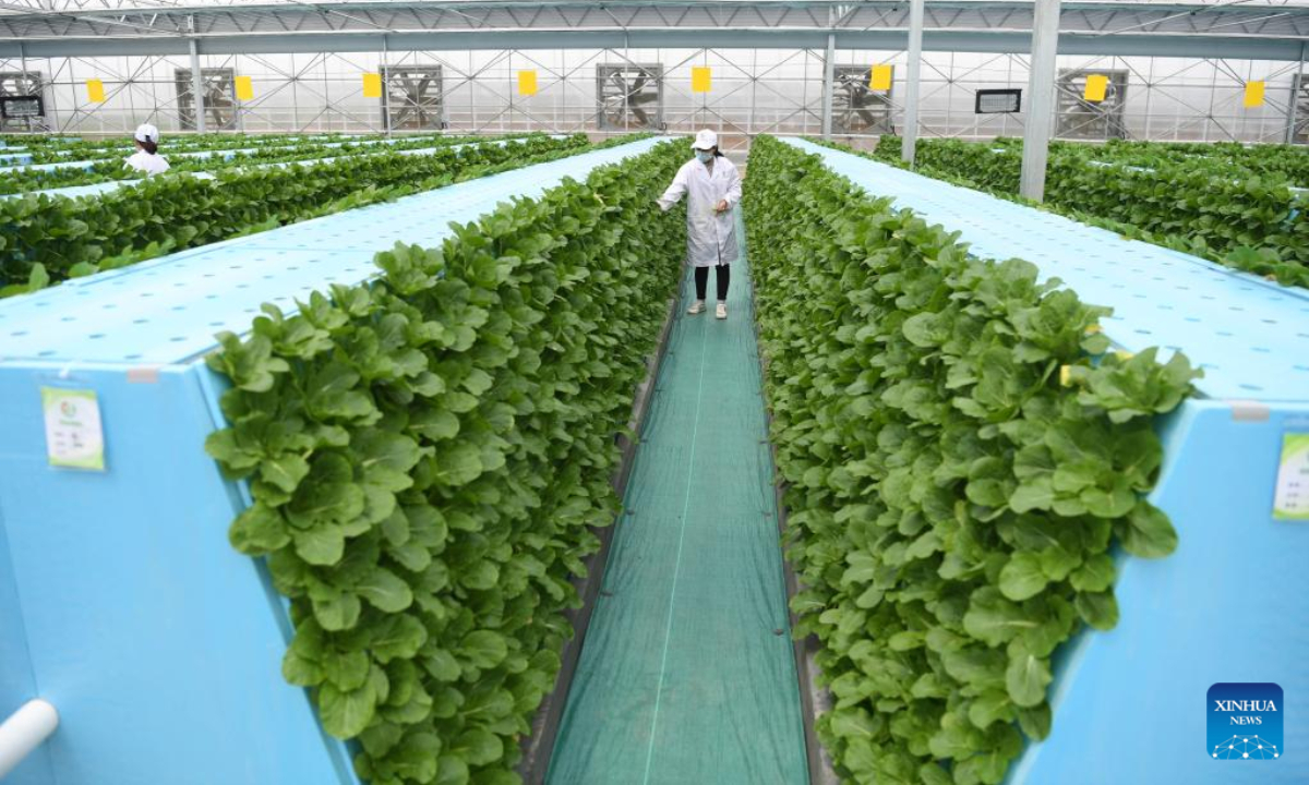 Inside smart greenhouse in E China's Anhui - Global Times