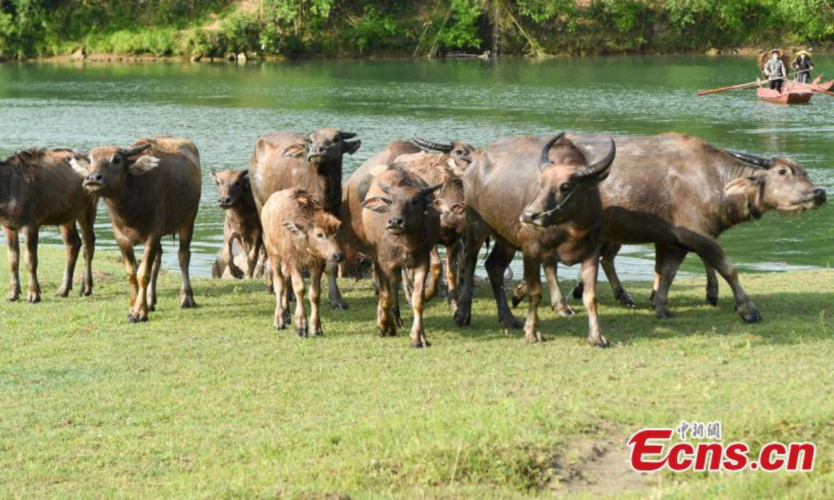 Buffalo herd swims across Jialing River to forage in Sichuan - Global Times