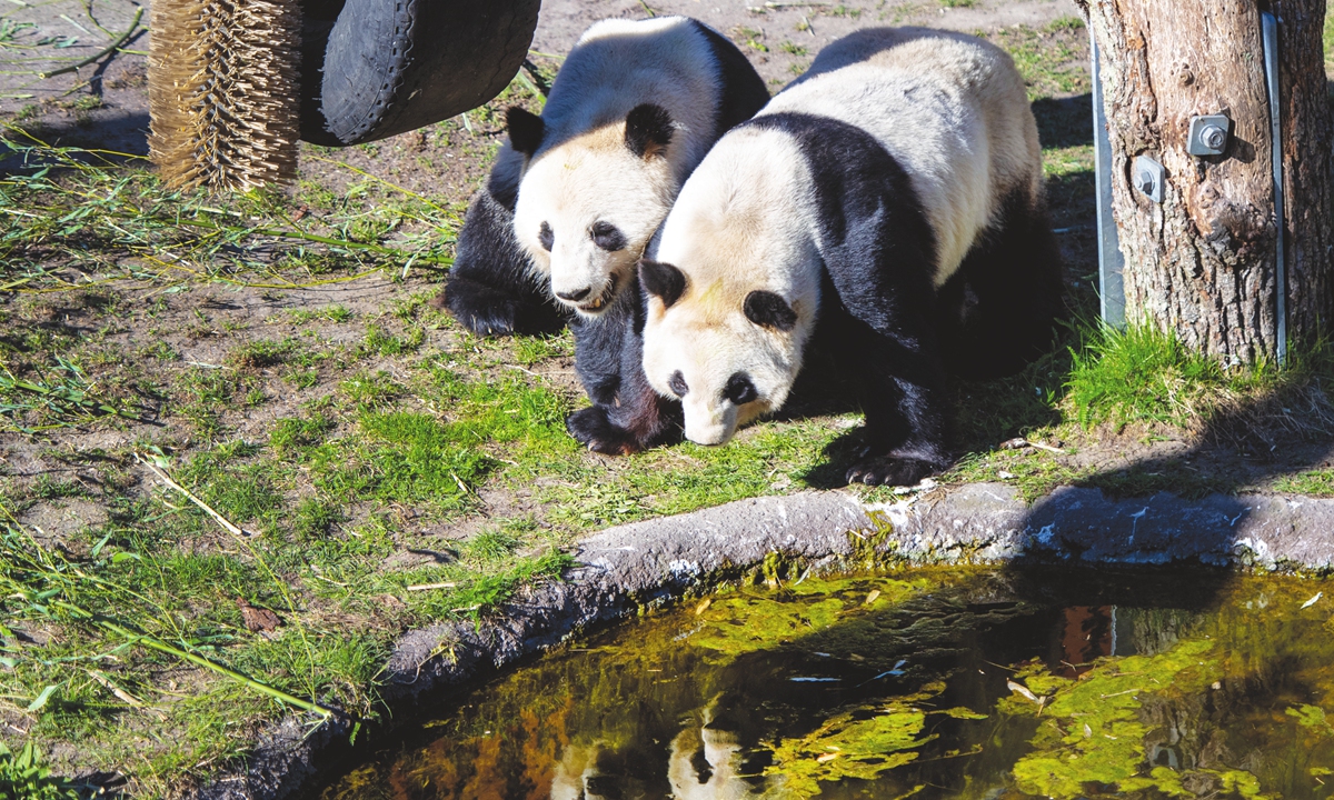 Zoo waits for panda mating - Global Times