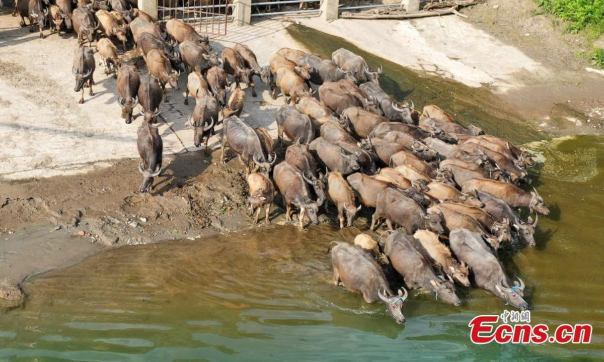 Buffalo herd swims across Jialing River to forage in Sichuan - Global Times