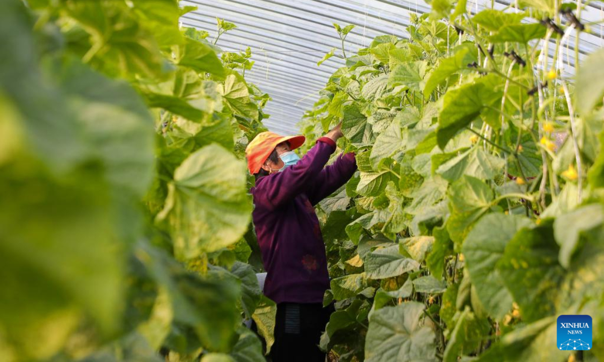 C China's village develops agricultural complex featured with agro ...