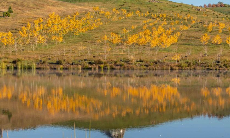 Autumn scenery in Canberra, Australia - Global Times