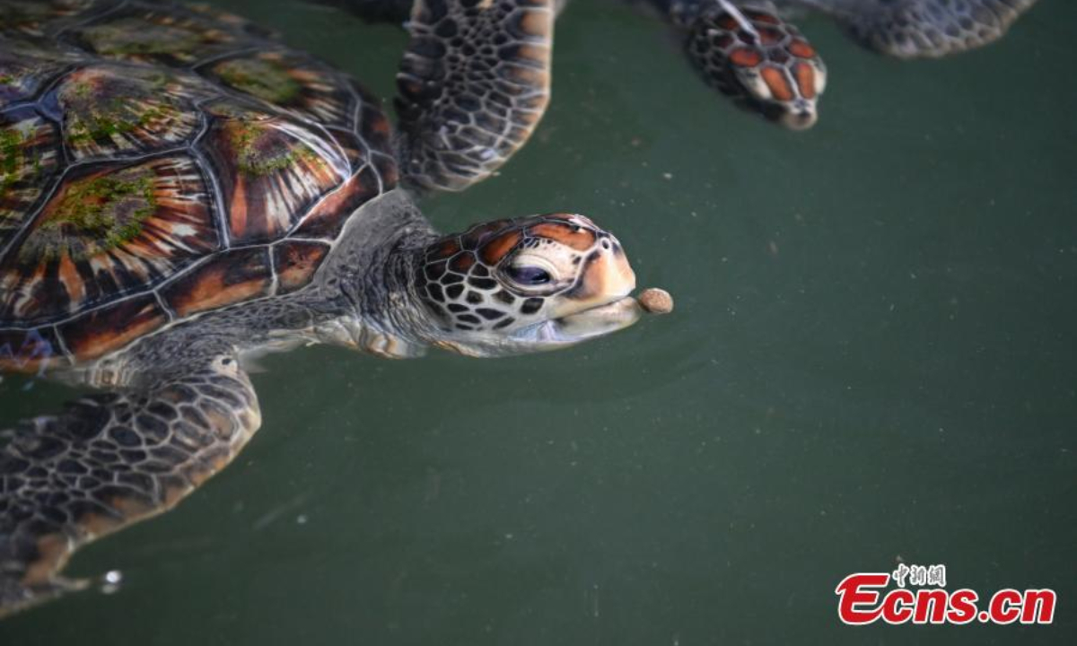 A visit to national sea turtle nature reserve in Guangdong - Global Times