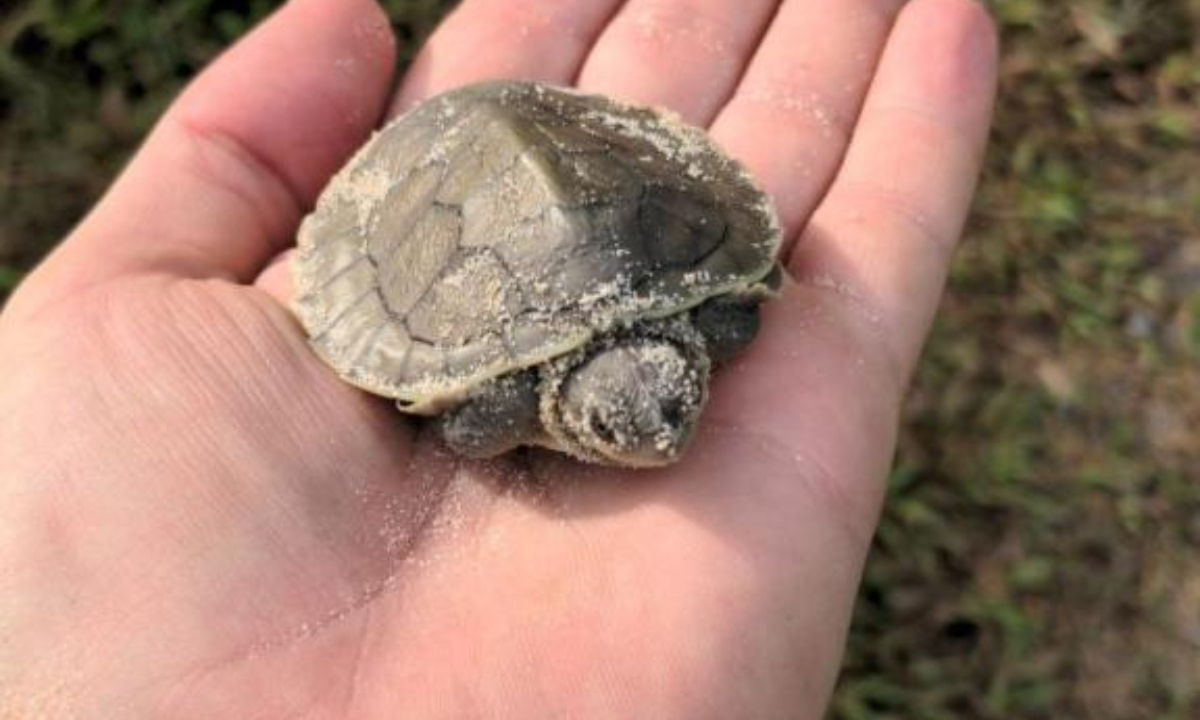 30 rare Royal Turtles hatch in captivity in Cambodia - Global Times