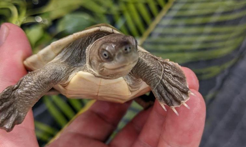 Cambodia takes measures to save rare Royal Turtle - Global Times