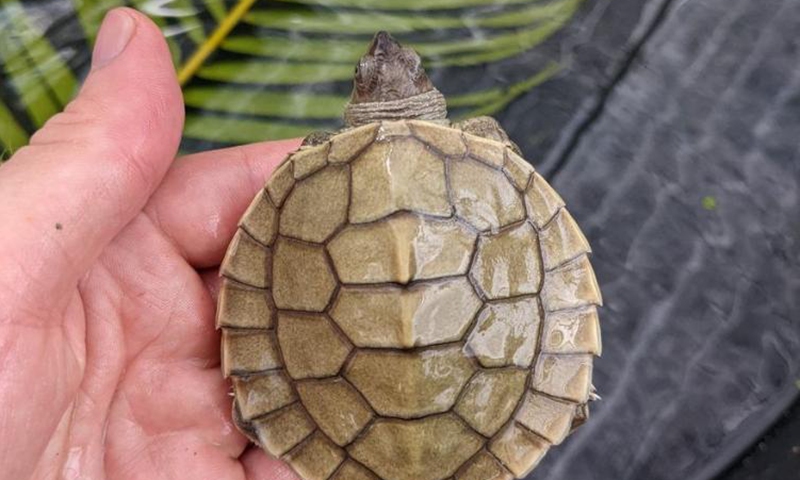 Cambodia takes measures to save rare Royal Turtle - Global Times