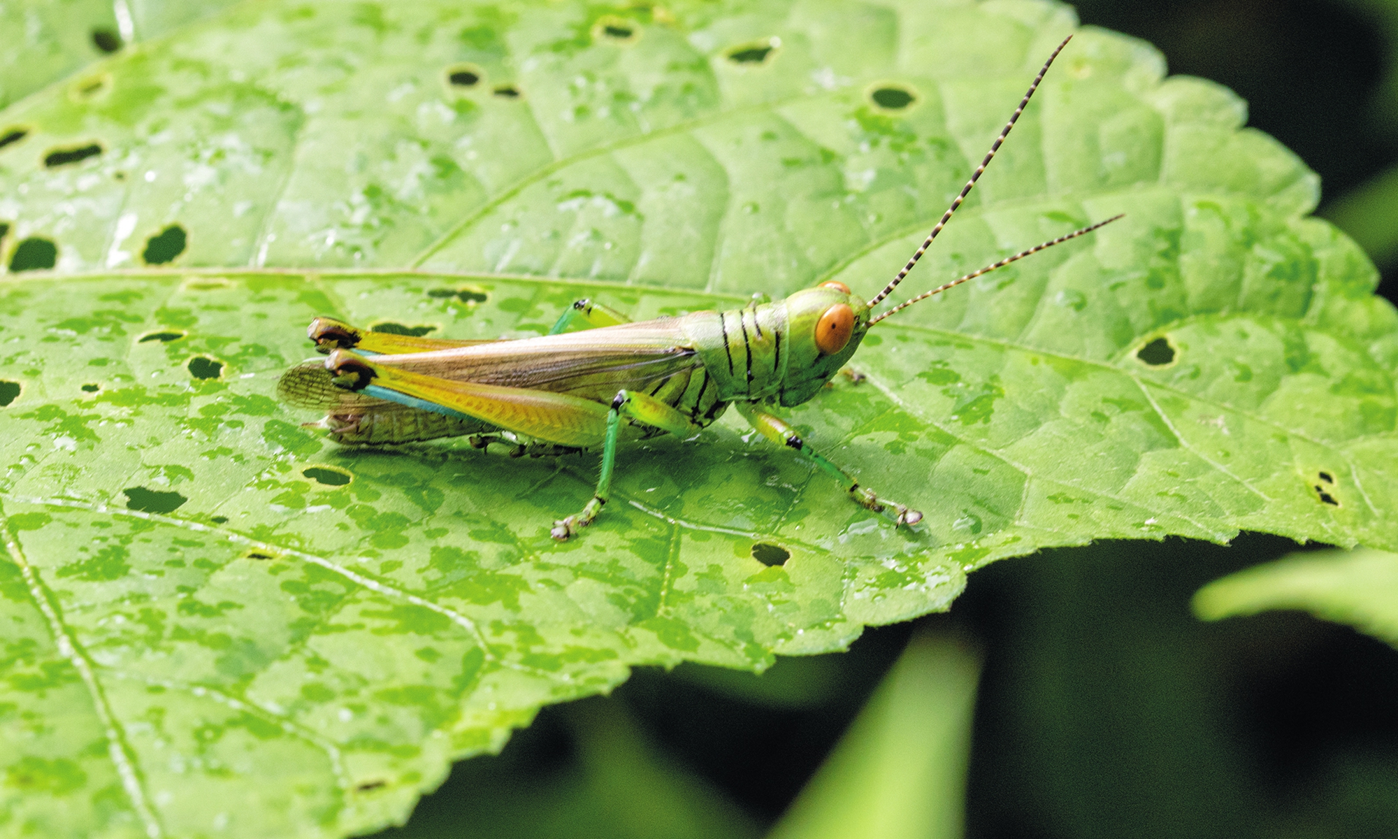 US military-led insect project feared to be weaponized and risks global ...