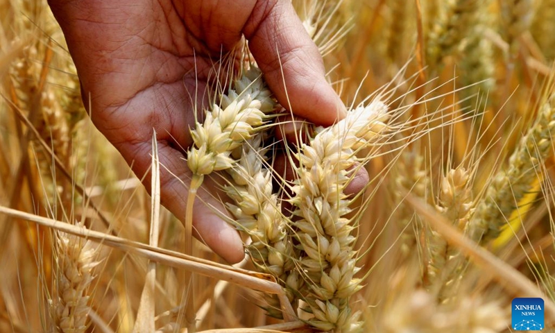 Farmers harvest wheat across China - Global Times