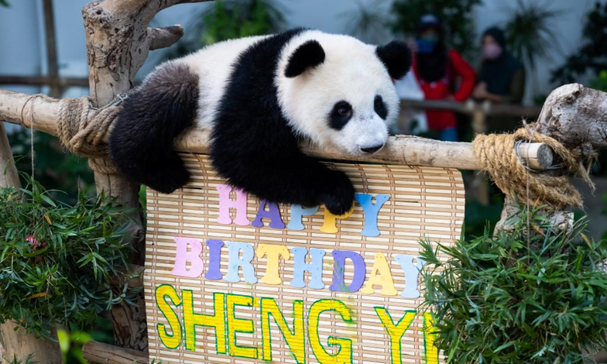 Giant panda's birthday adds festive atmosphere to 48th anniversary of ...