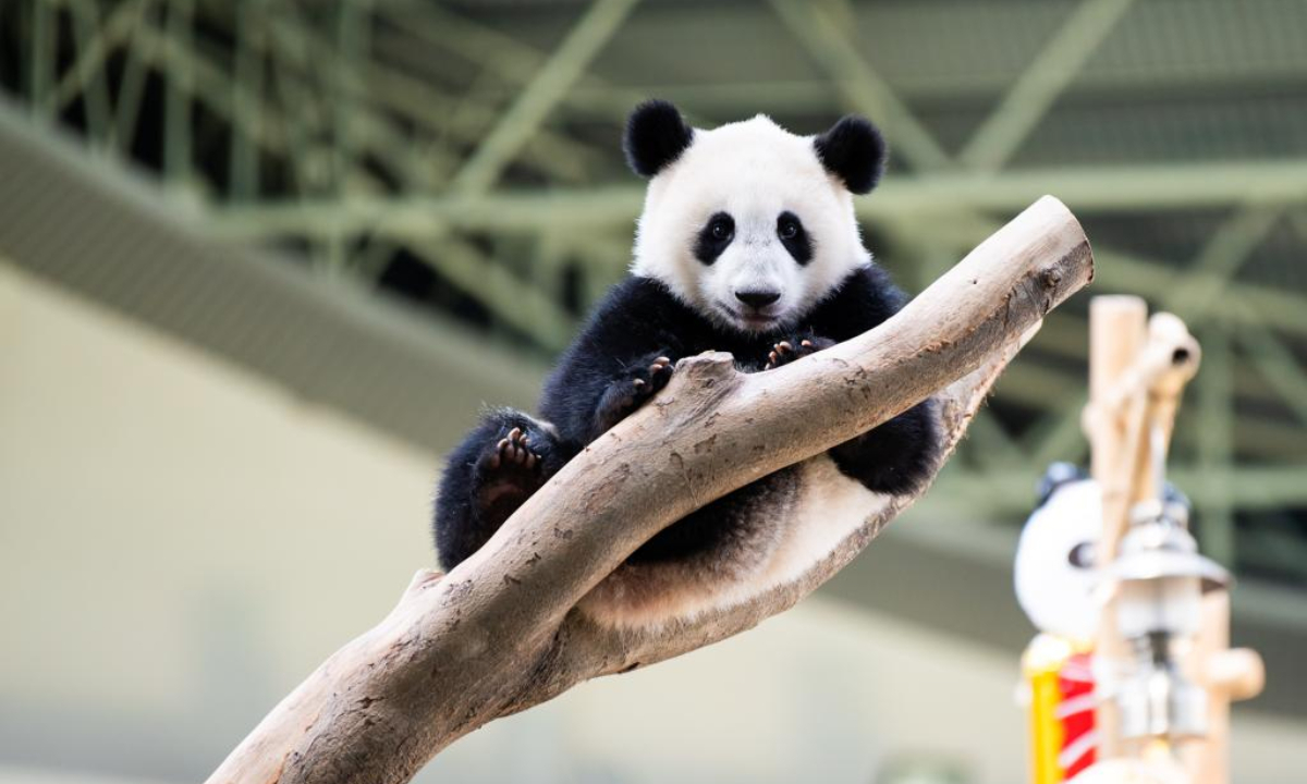 Giant panda's birthday adds festive atmosphere to 48th anniversary of ...