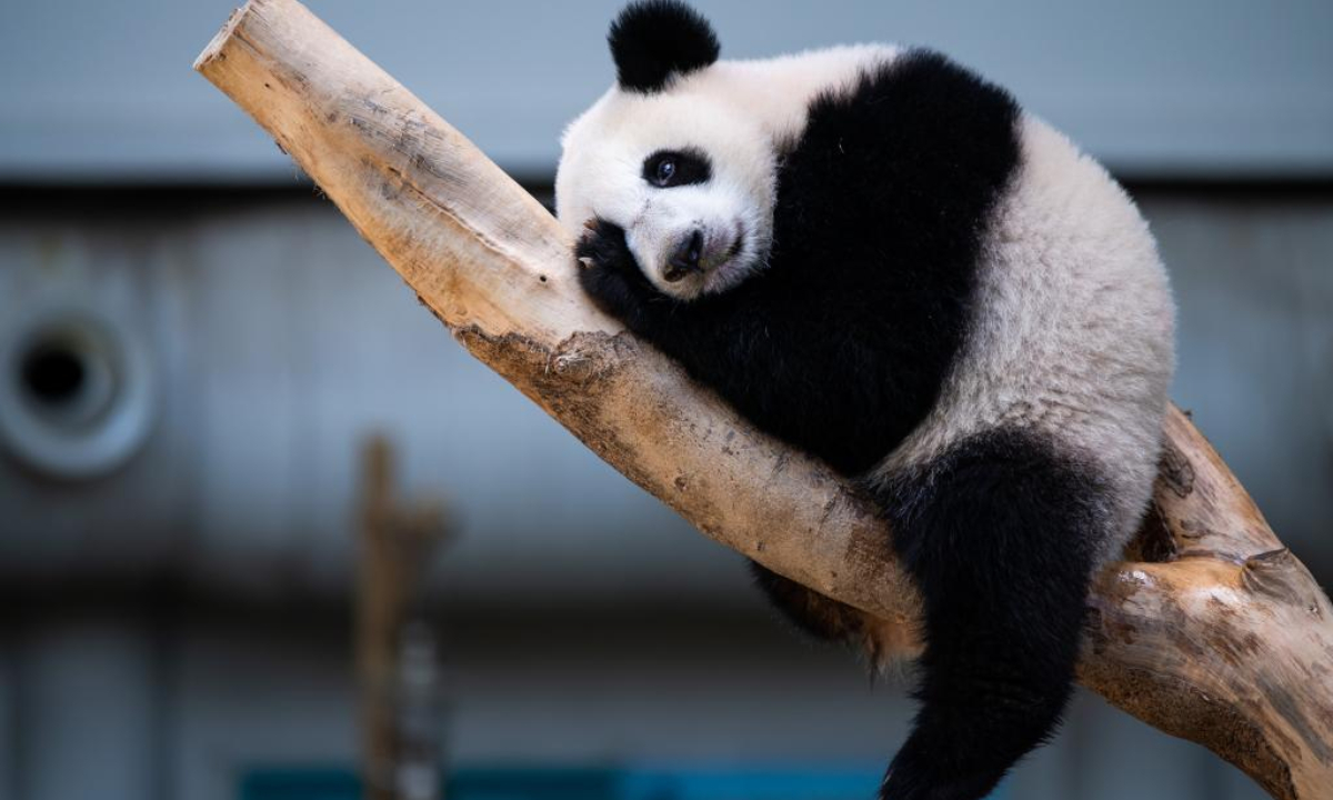 Giant panda's birthday adds festive atmosphere to 48th anniversary of ...