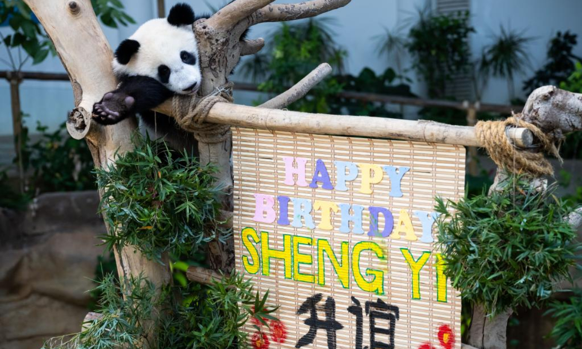 Giant panda's birthday adds festive atmosphere to 48th anniversary of ...