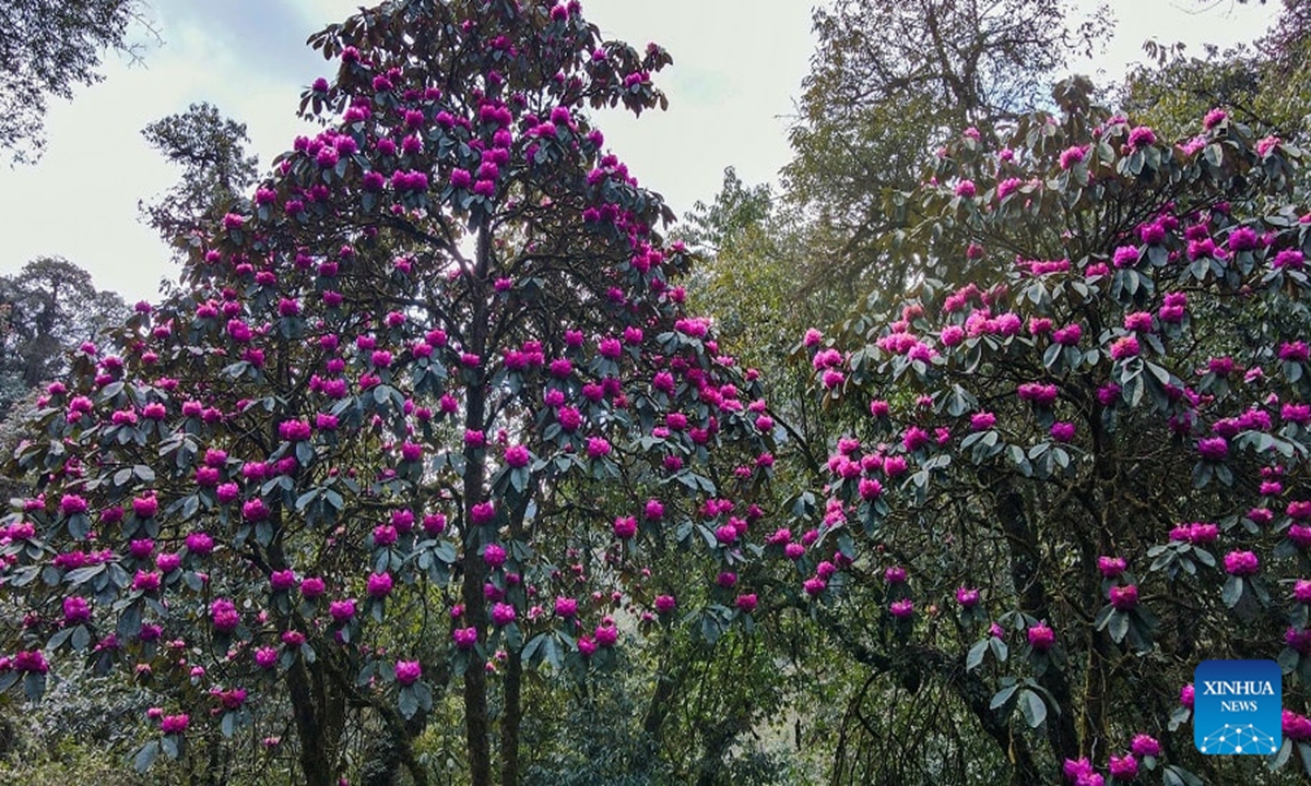 Feature: Saving "King of Rhododendron" - Global Times