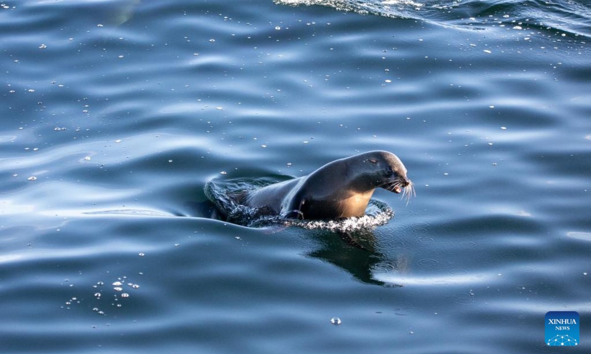 Endangered Sea Animals In South Africa