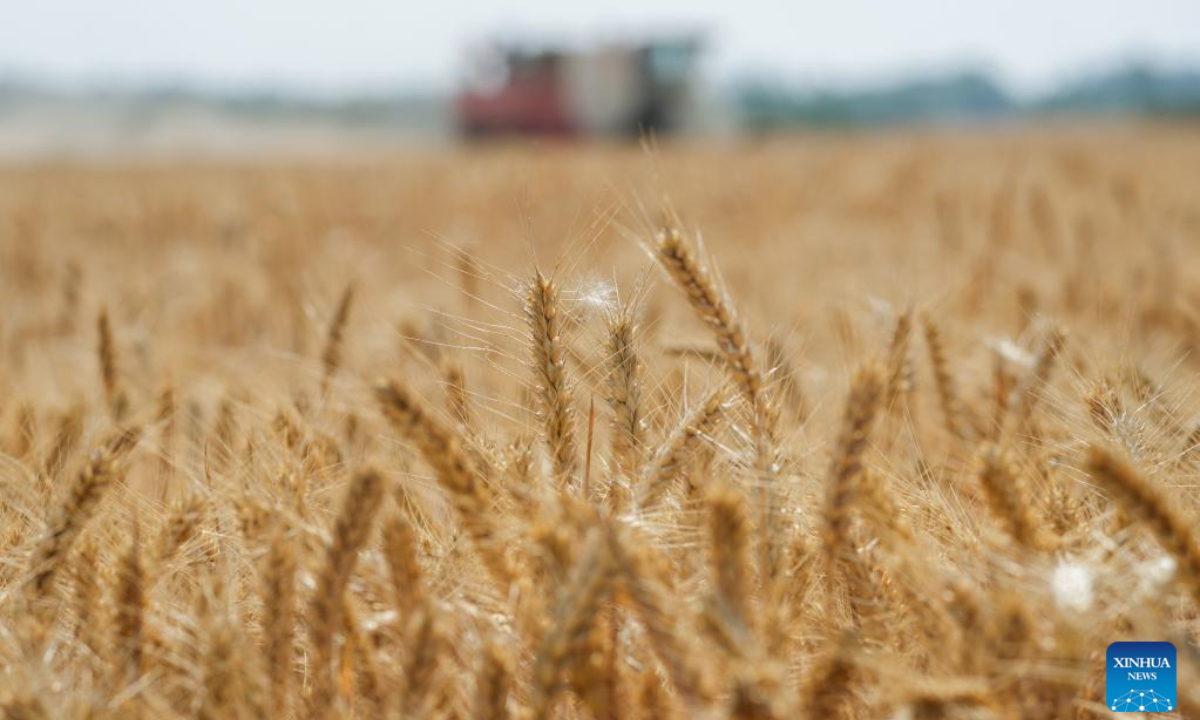 Wheat processing factory in east China's Anhui - Global Times