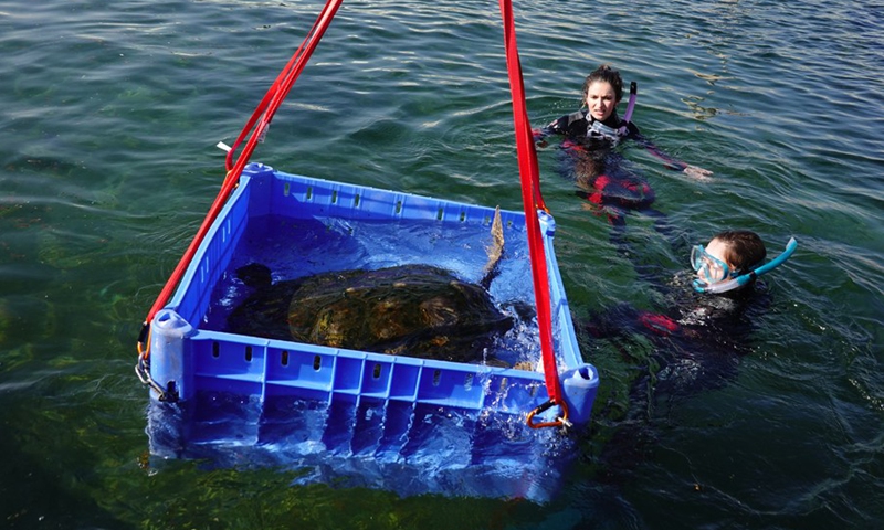 A visit to Israeli Sea Turtle Rescue Center - Global Times