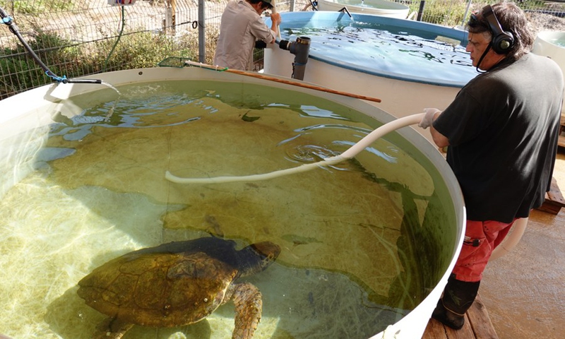 A visit to Israeli Sea Turtle Rescue Center - Global Times