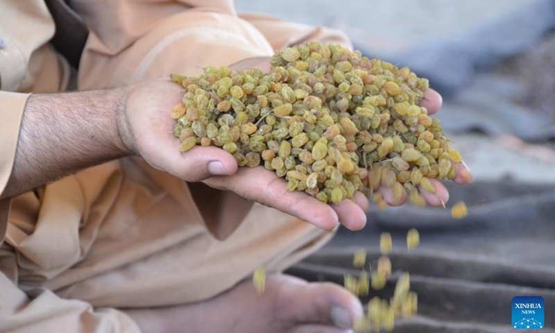 Afghanistan's southern Kandahar province exports raisin worth 96 mln ...